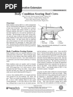 Locating Cattle and Sheep Injection Sites | PDF | Injection (Medicine ...