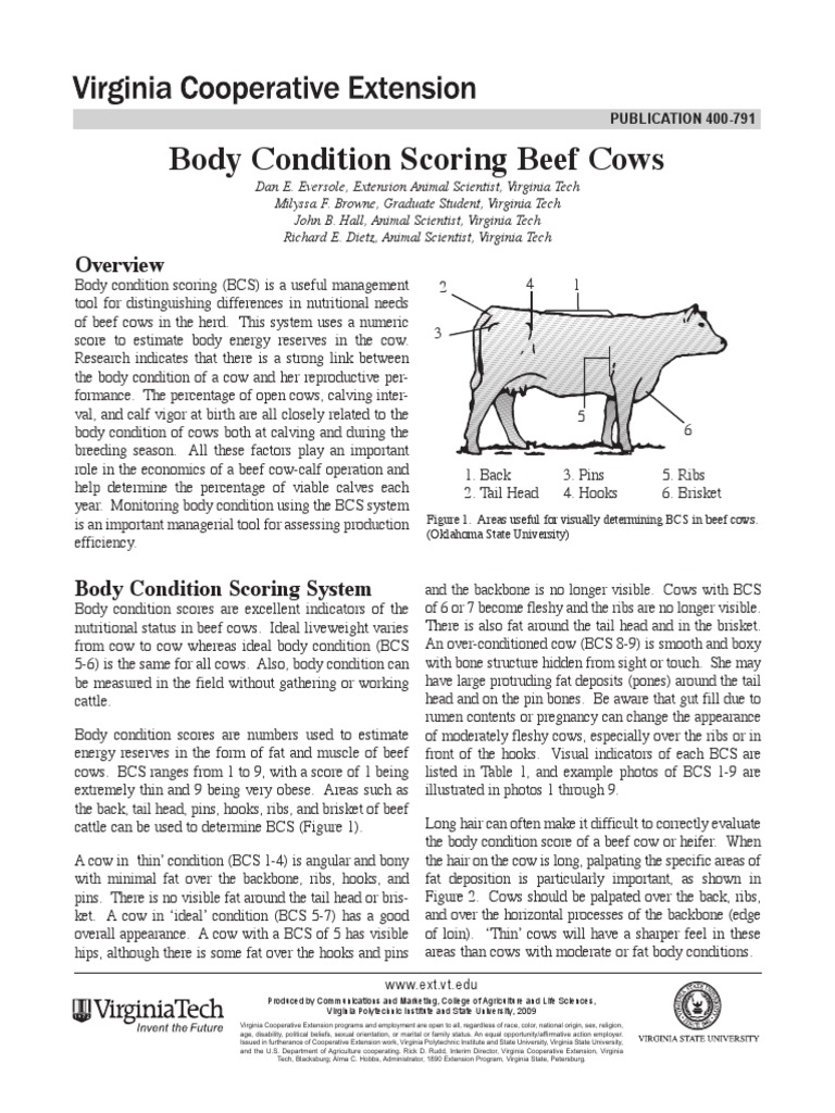Body Condition Scoring Beef Cows PDF | PDF | Calf | Cattle