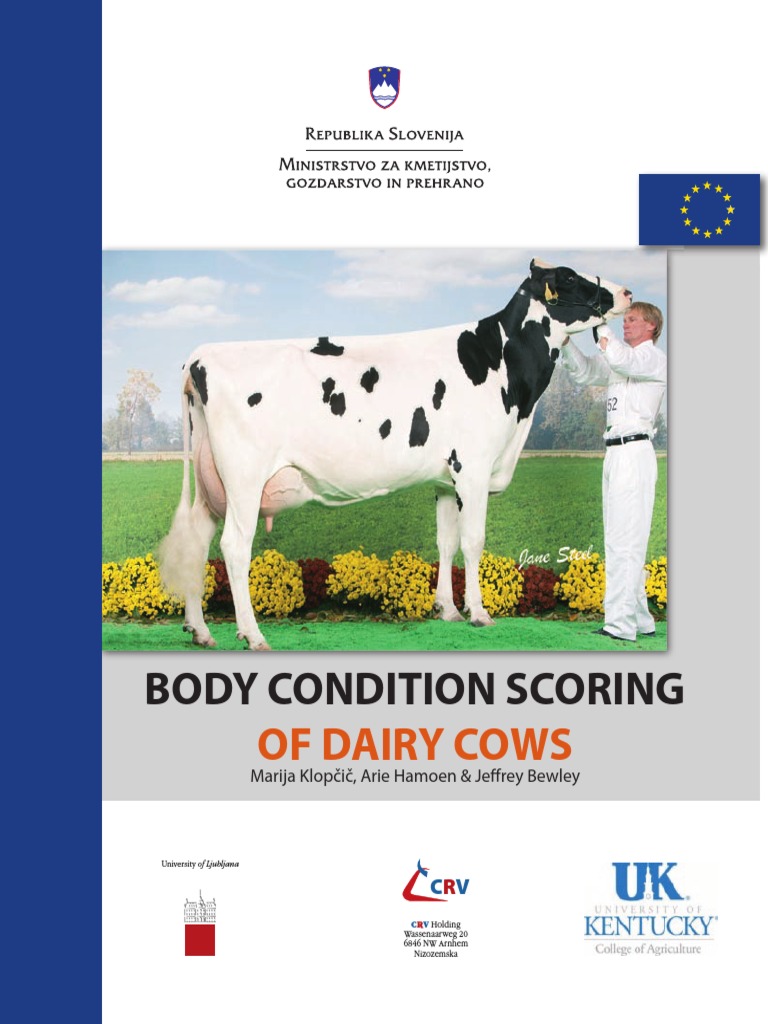 BODY CONDITION SCORING OF DAIRY COWS Books PDF | PDF | Vertebral Column ...