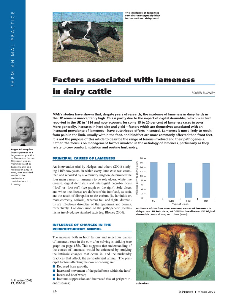 Factors Associated With Lameness in Cattle PDF | PDF | Dairy Cattle ...