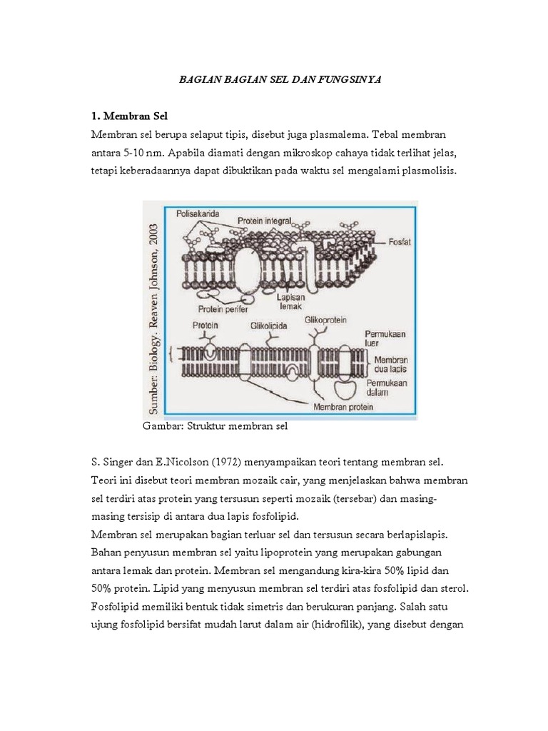 Bagian Bagian Sel Dan Fungsinya | PDF