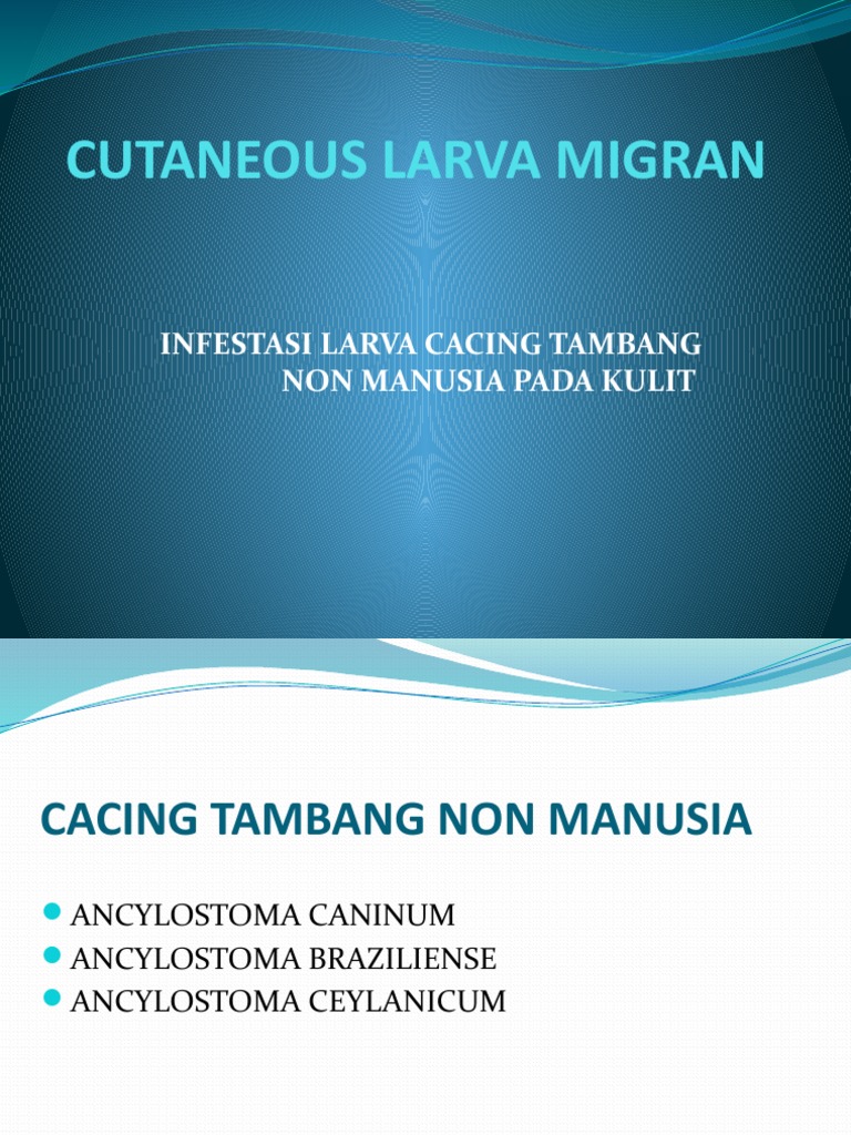 Cutaneous Larva Migran: Infestasi Larva Cacing Tambang Non Manusia Pada ...