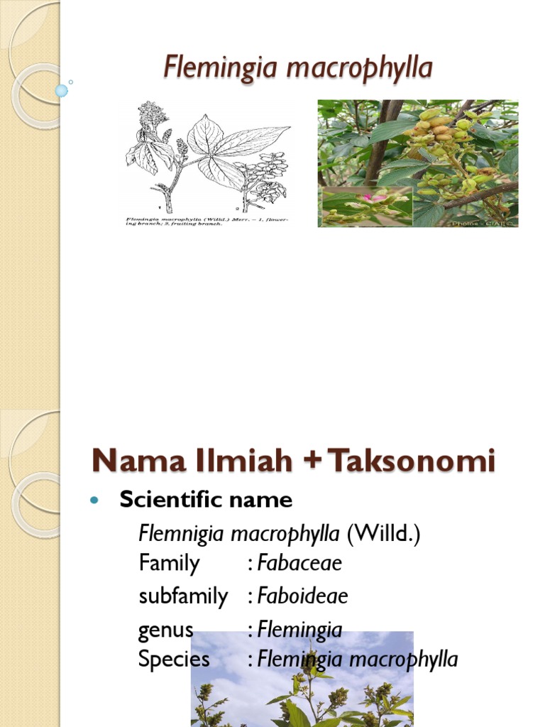 Flemingia Macrophylla: Deskripsi dan Manfaat | PDF
