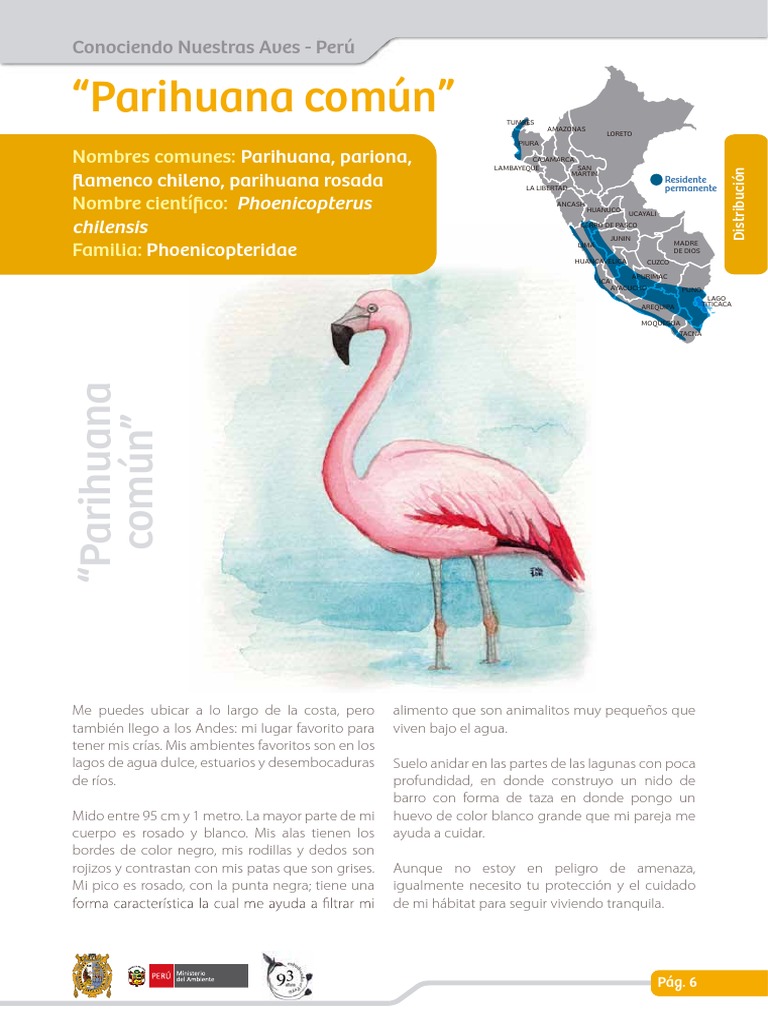 Parihuana Comun | Perú | Aves