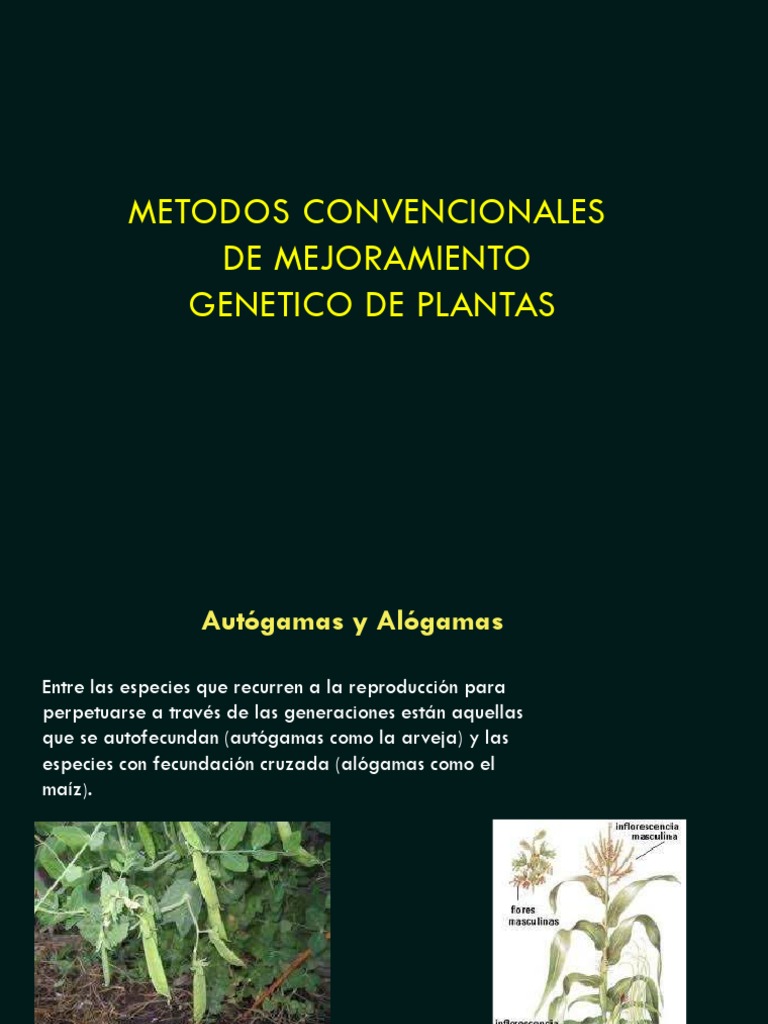Clase N_ 8 Mejoramiento de Plantas Autogamas | Dominancia (Genética ...