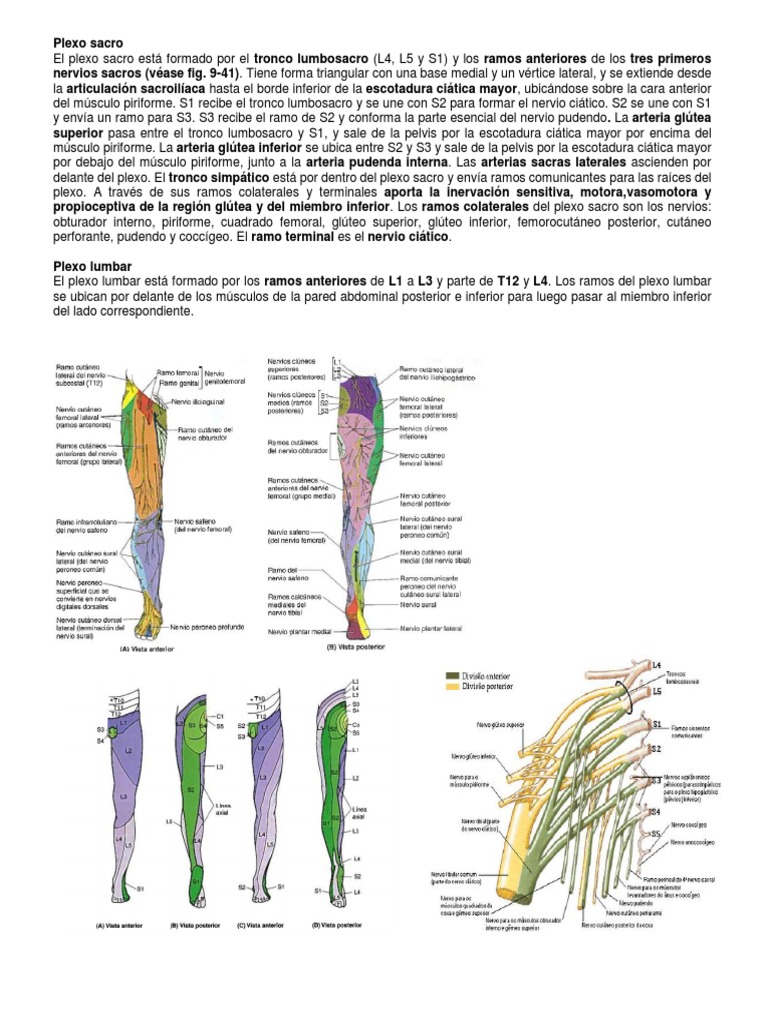 Plexo Sacro | PDF | Neuroanatomía | Sistema nervioso