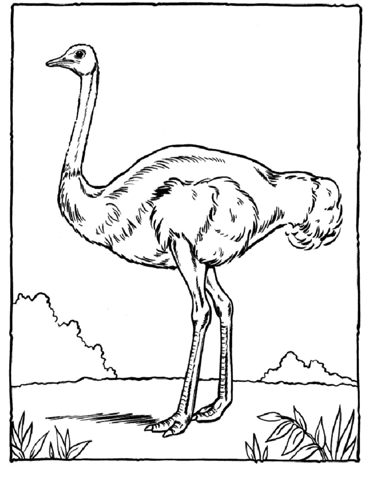 Strut Planse de Colorat | PDF