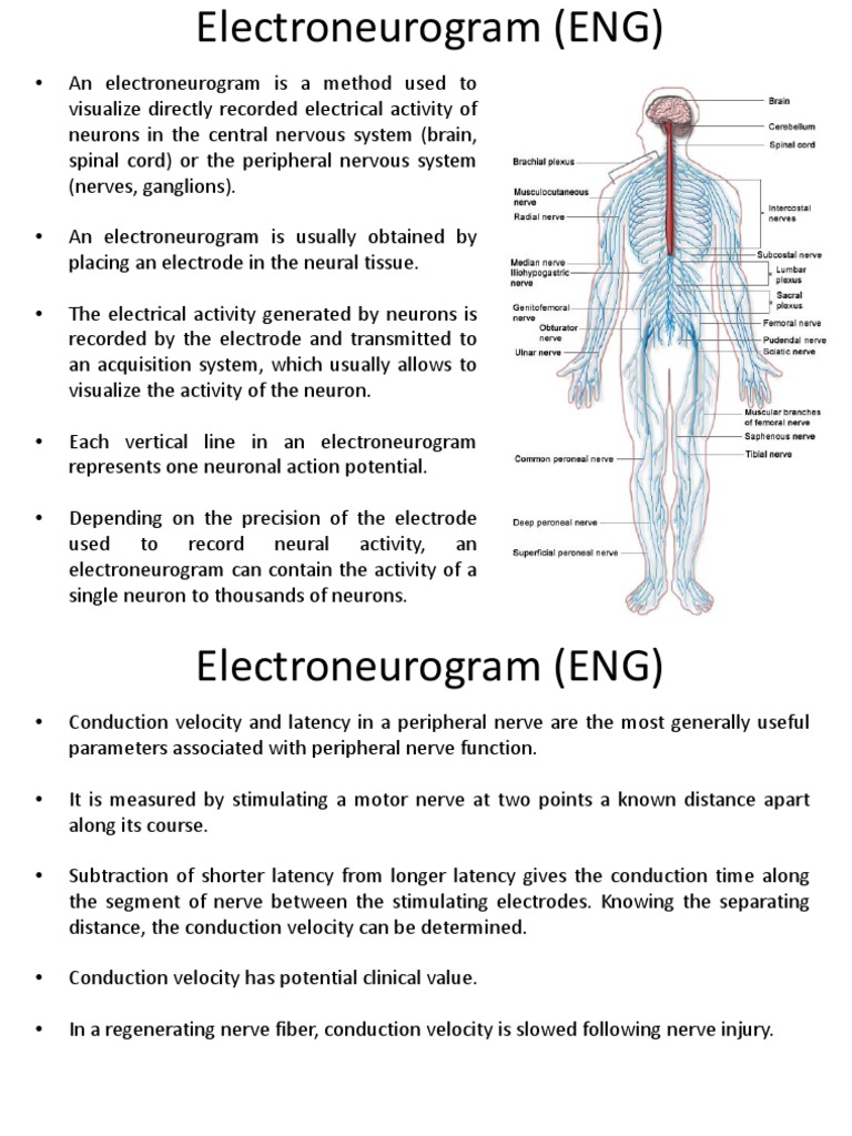 Electroneurogram (ENG) | PDF