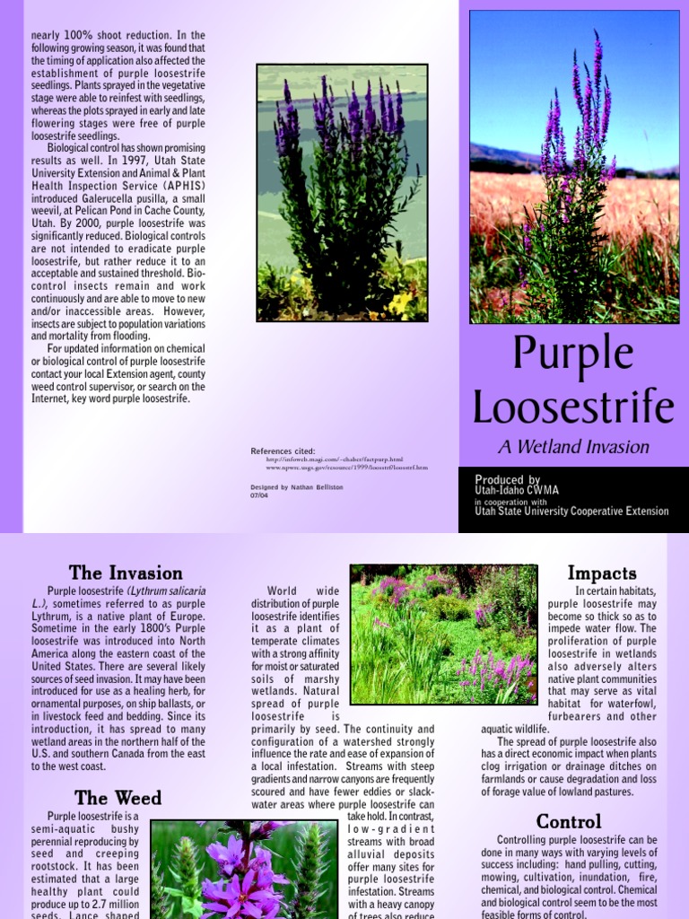 Purple Loosestrife A Wetland Invasion and Utah Invasive Weeds | PDF ...