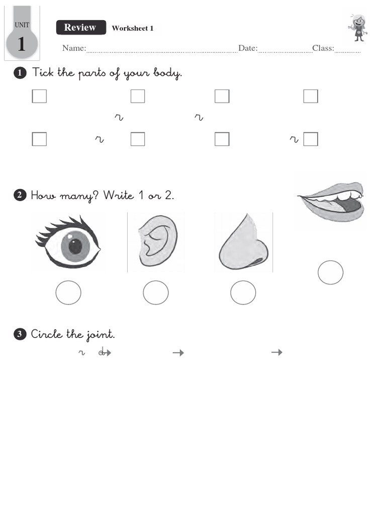 Body Parts and Senses Worksheet | PDF