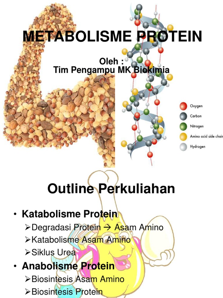 Metabolisme Protein | PDF