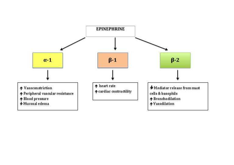 Epinephrine Mechanism of Action | PDF