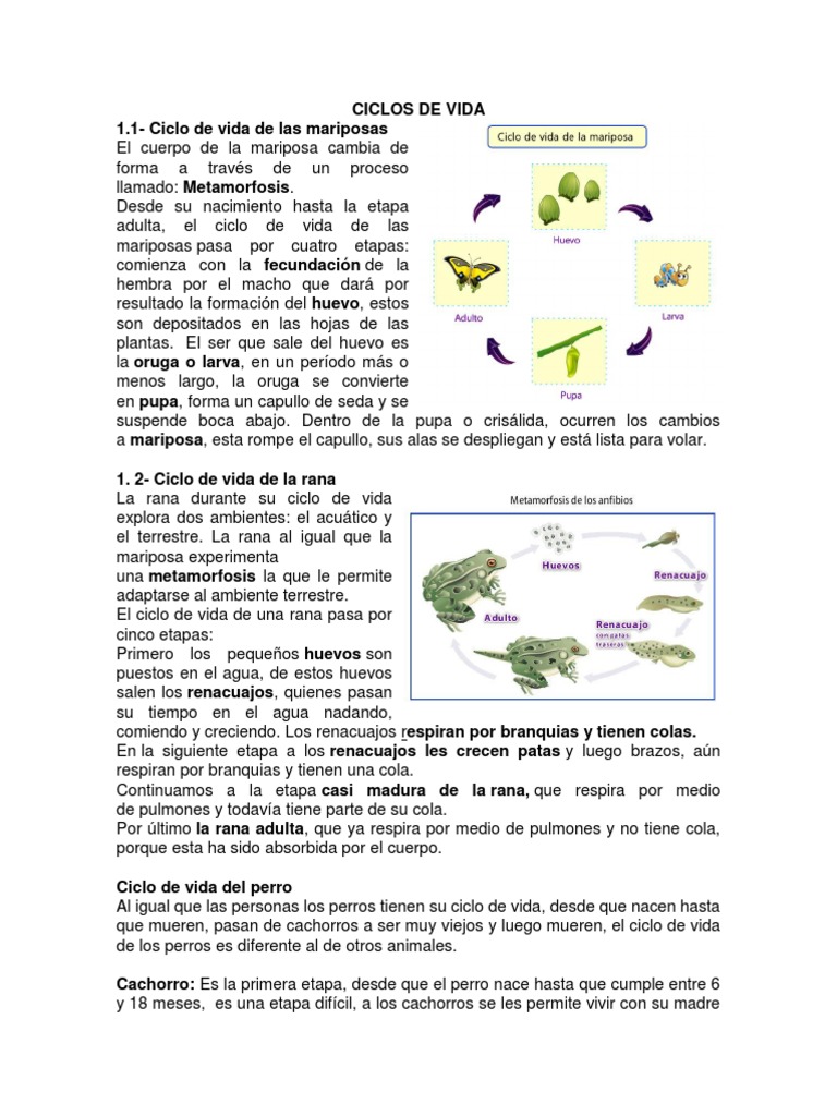 Ciclo de vida del perro: etapas clave | PDF | Lepidópteros | Perros
