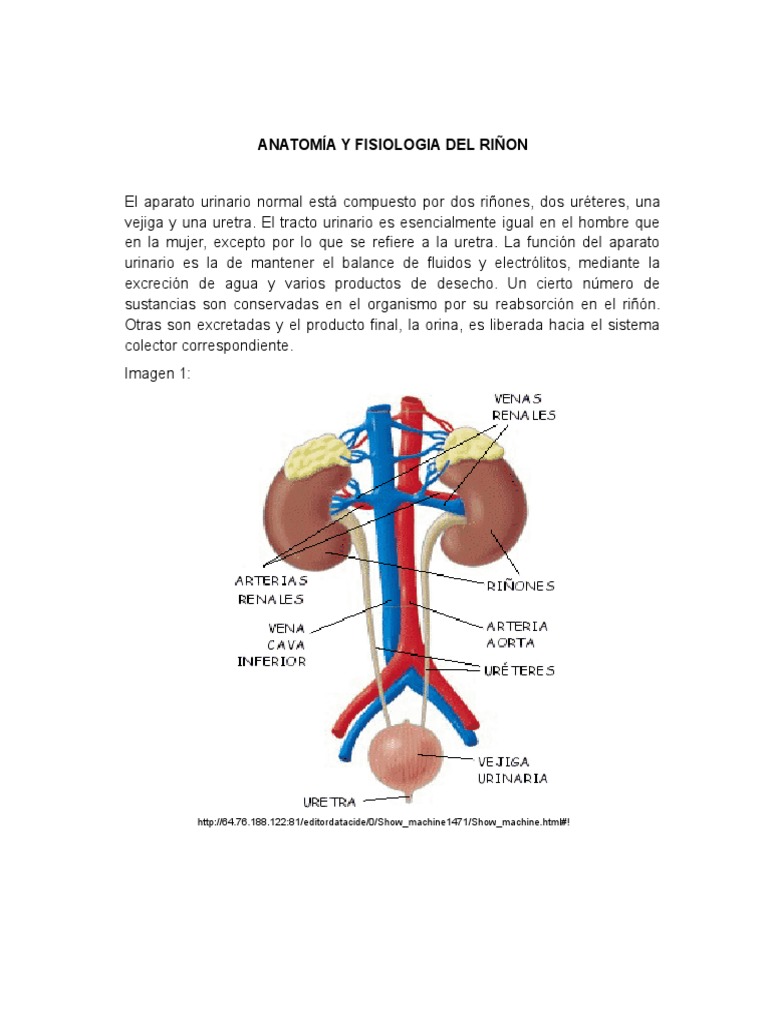 Anatomia y Fisiologia Del Riñon | Riñón | Sistema urinario