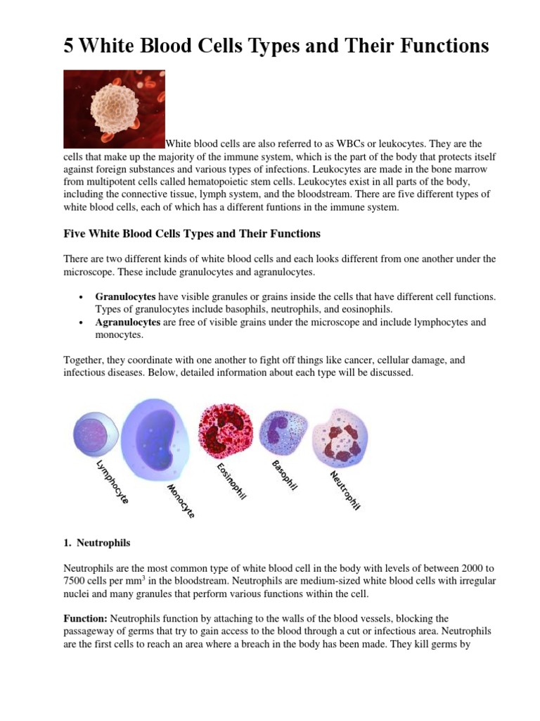 5 White Blood Cells Types and Their Functions | Granulocyte | White ...