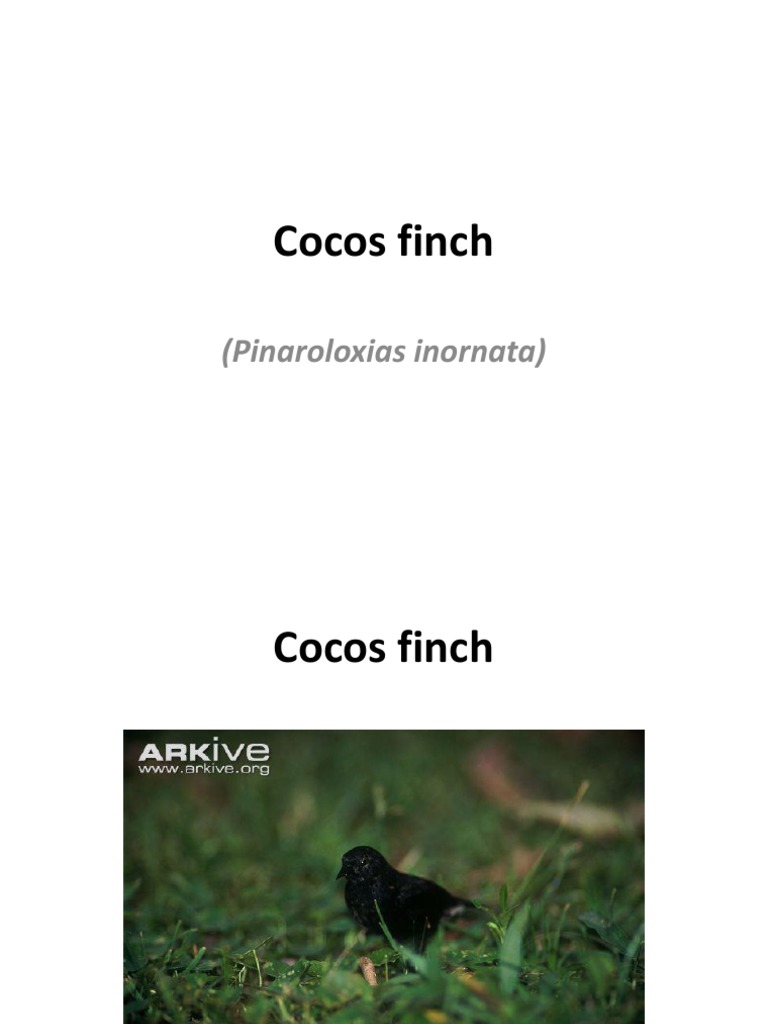 Cocos Finch | PDF | Habitat | Birds