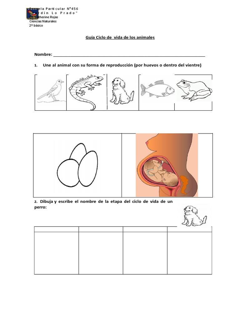 Guía Ciclo de Vida de Los Animales 2º | PDF | Ciencia y matemáticas