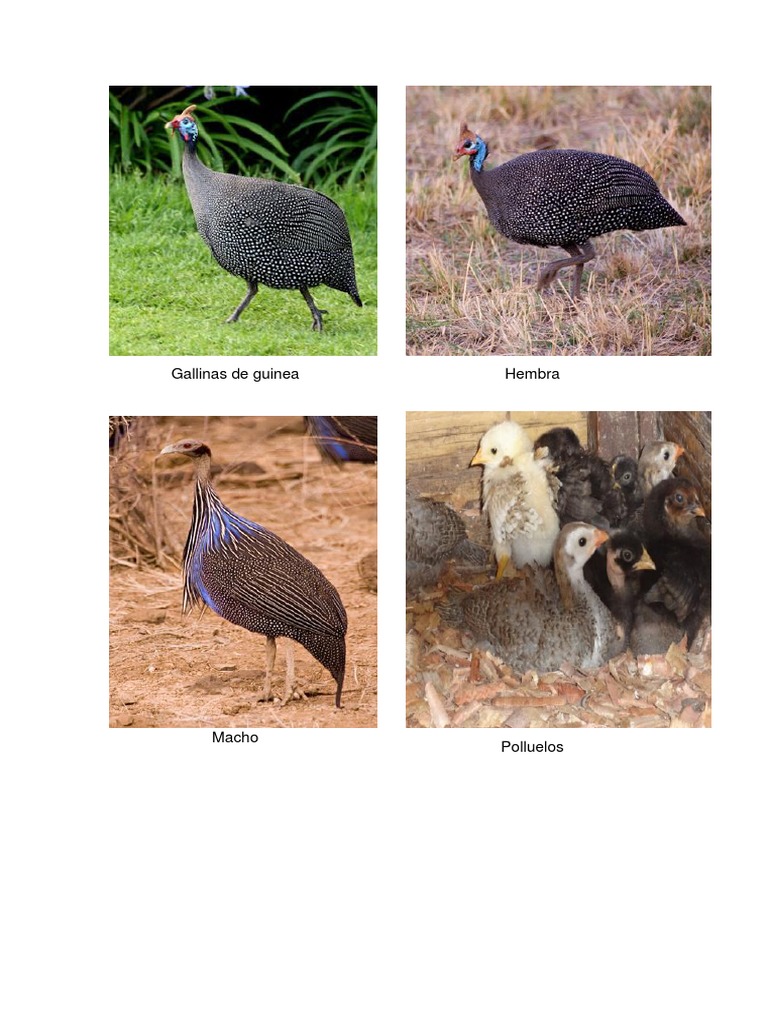 Crianza de Gallinas de Guinea | PDF | Pollo | Aves