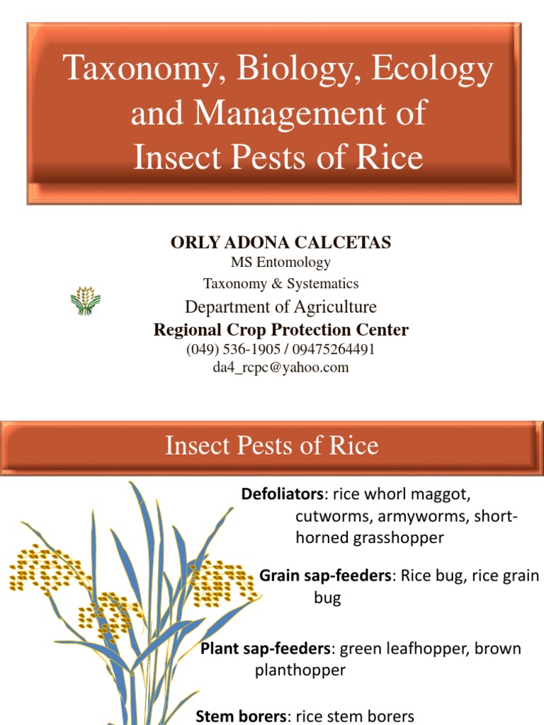 Insect Pests of Rice: Taxonomy & Management | PDF | Pupa | Insects