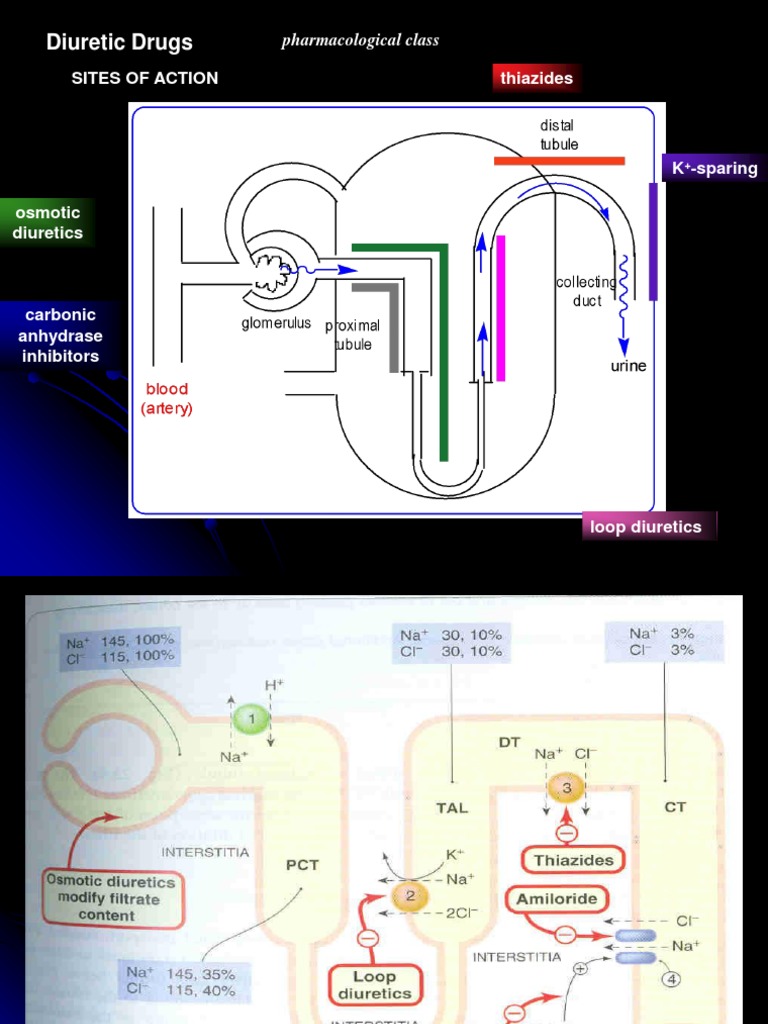 Diuretic Drugs: Thiazides Sites of Action | PDF | Organ (Anatomy) | Kidney