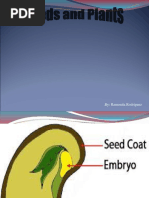Function and Role of Plumule in Seeds | PDF | Seedling | Biology