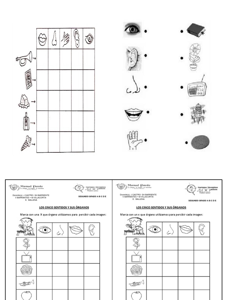 Los 5 sentidos: órganos y percepción | PDF