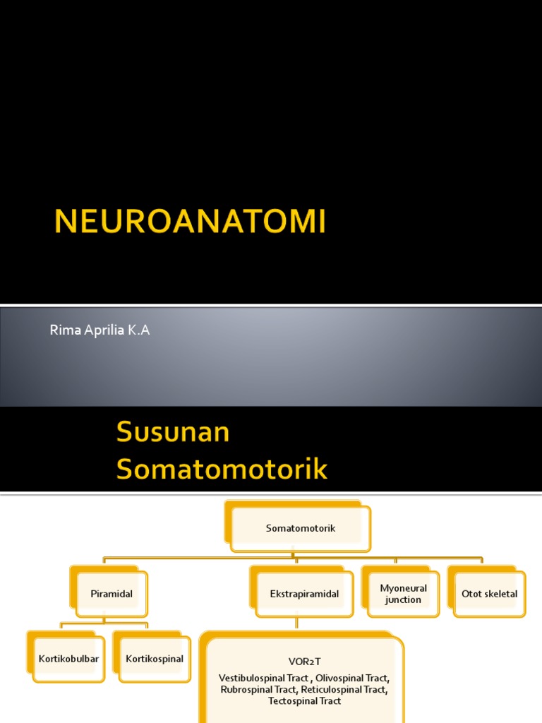 NEUROANATOMI | PDF