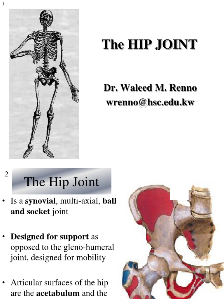 Hip Joint Anatomy and Coxa Varus | PDF | Hip | Joints