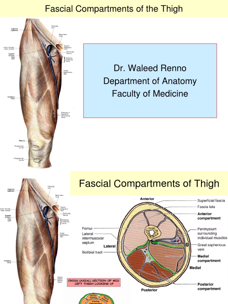 2013- Lower Limb-Fascial Compartments of Thigh - Student Version ...