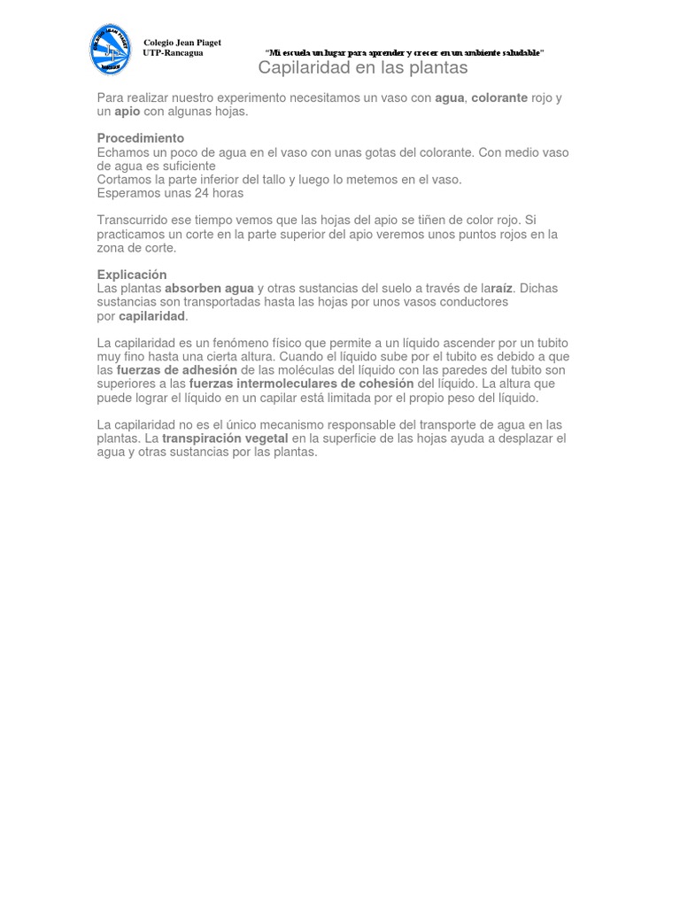 Capilaridad en Las Plantas | PDF