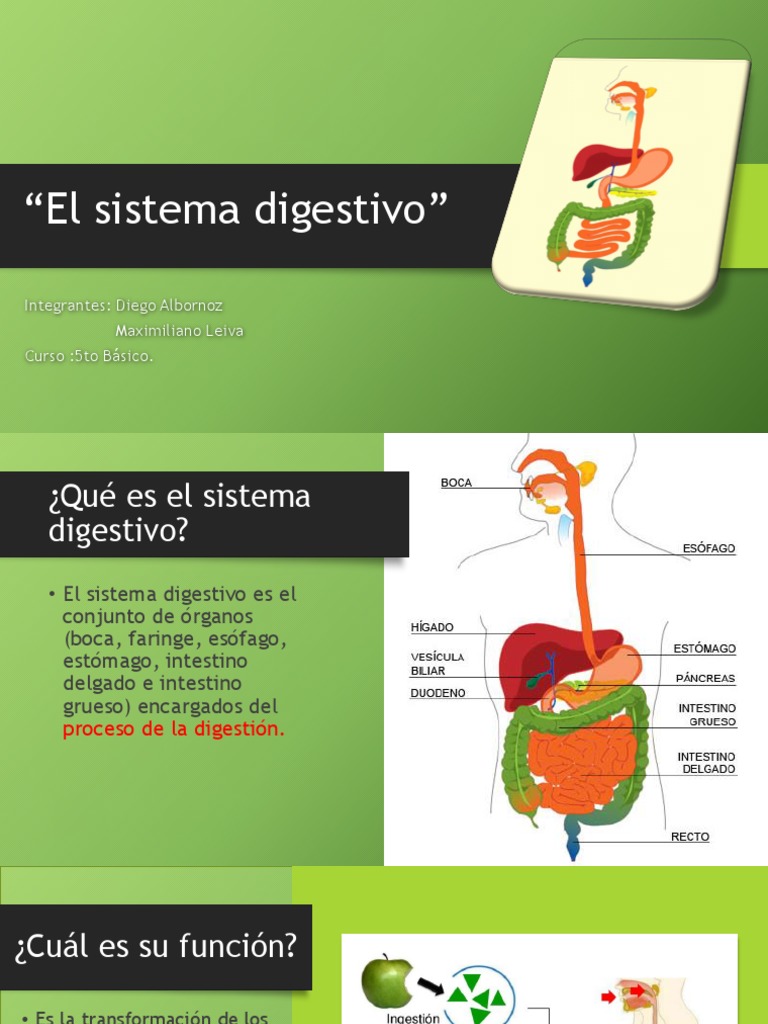 Power Point Sistema Digestivo | Sistema digestivo humano | Digestión