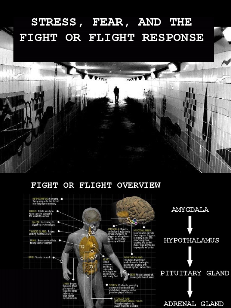 Fight or Flight | PDF | Fight Or Flight Response | Epinephrine