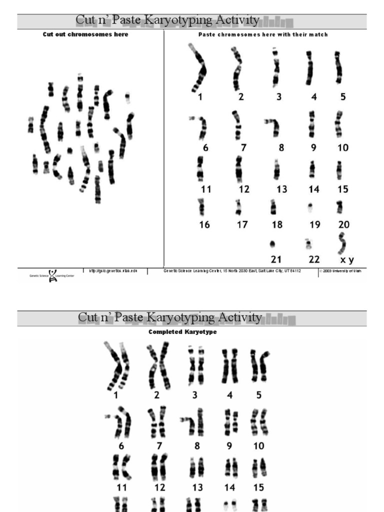 Karyotype Paper | PDF
