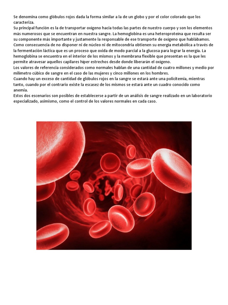 Funciones de los glóbulos rojos y transporte de oxígeno | PDF ...