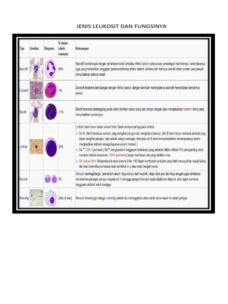 Jenis Leukosit | PDF