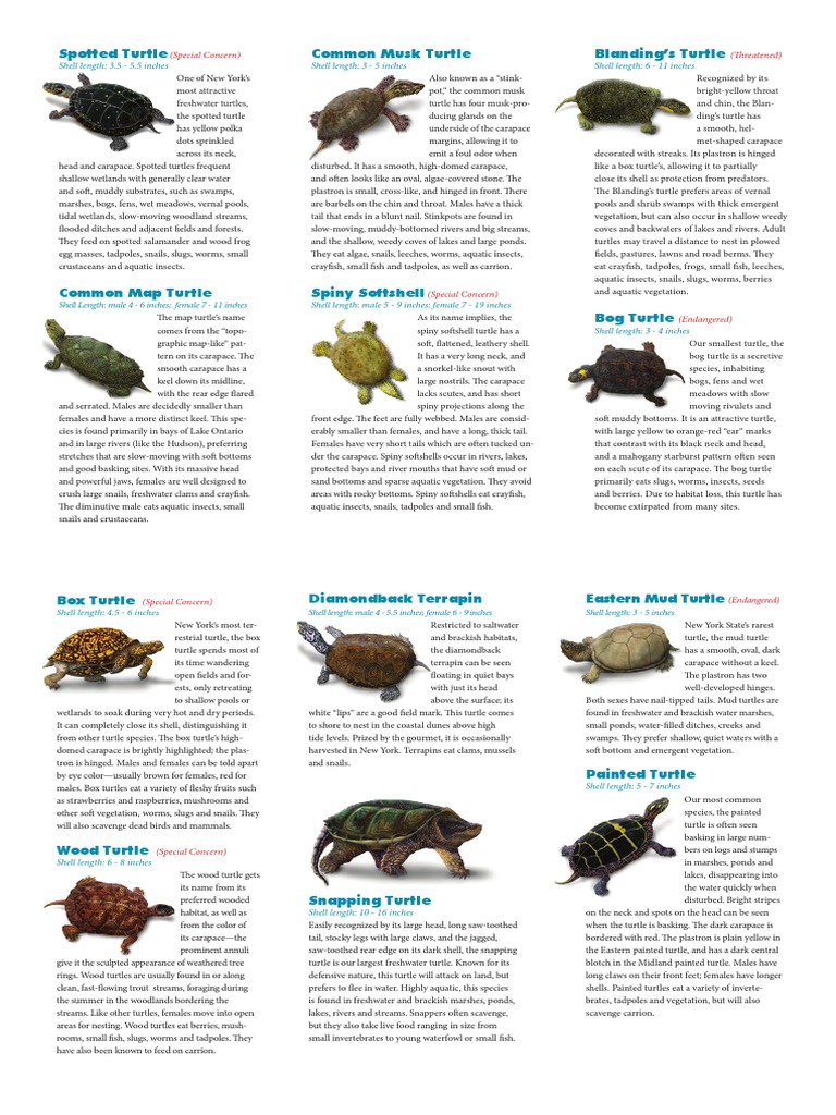 Turtles of New York Poster | PDF | Turtle | Reptile