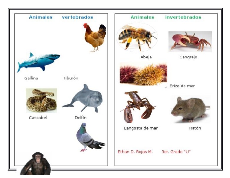 Animales Vertebrados y Invertebrados