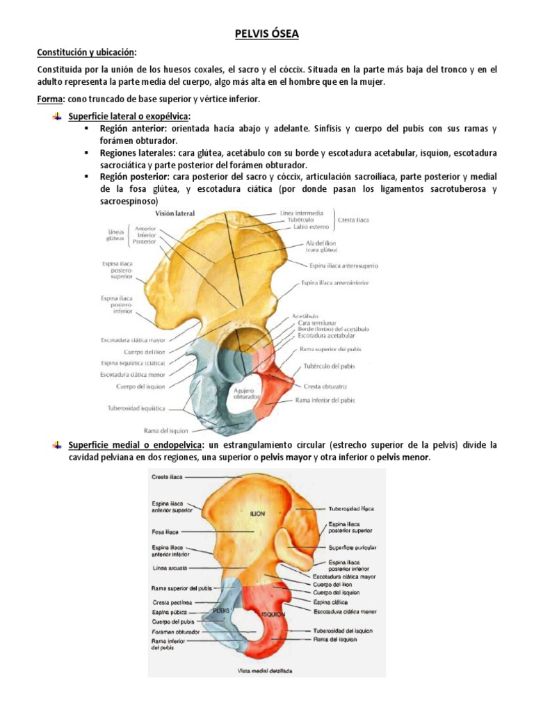 Anatomía Pelvis | PDF | Pelvis | Sistema esquelético