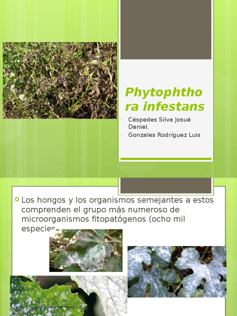 Phytophthora Infestans | PDF | Patata | Plantas