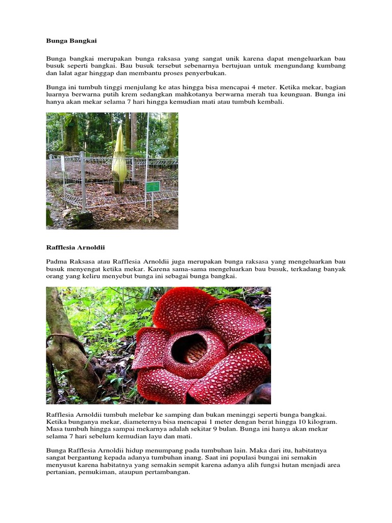 Bunga Bangkai Tugas Alfi | PDF