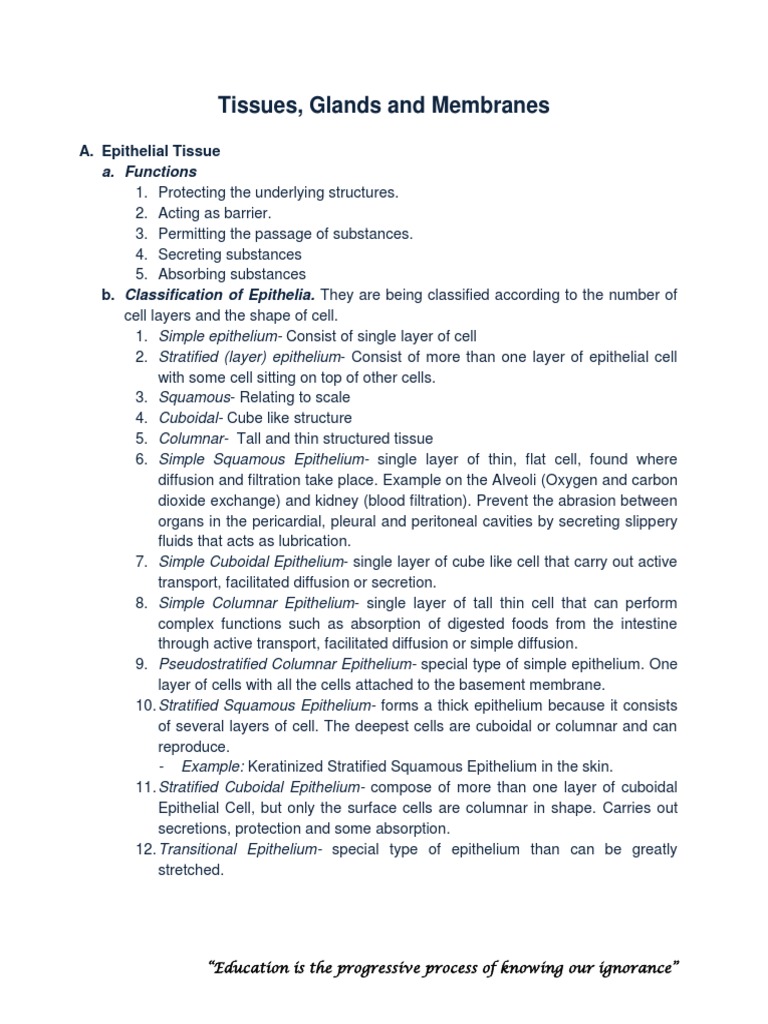 Tissues, Glands and Membranes: A. Functions | PDF | Epithelium | Tissue ...