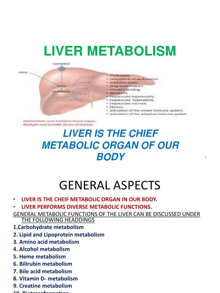 Liver Metabolism: Liver Is The Chief Metabolic Organ of Our Body | PDF ...