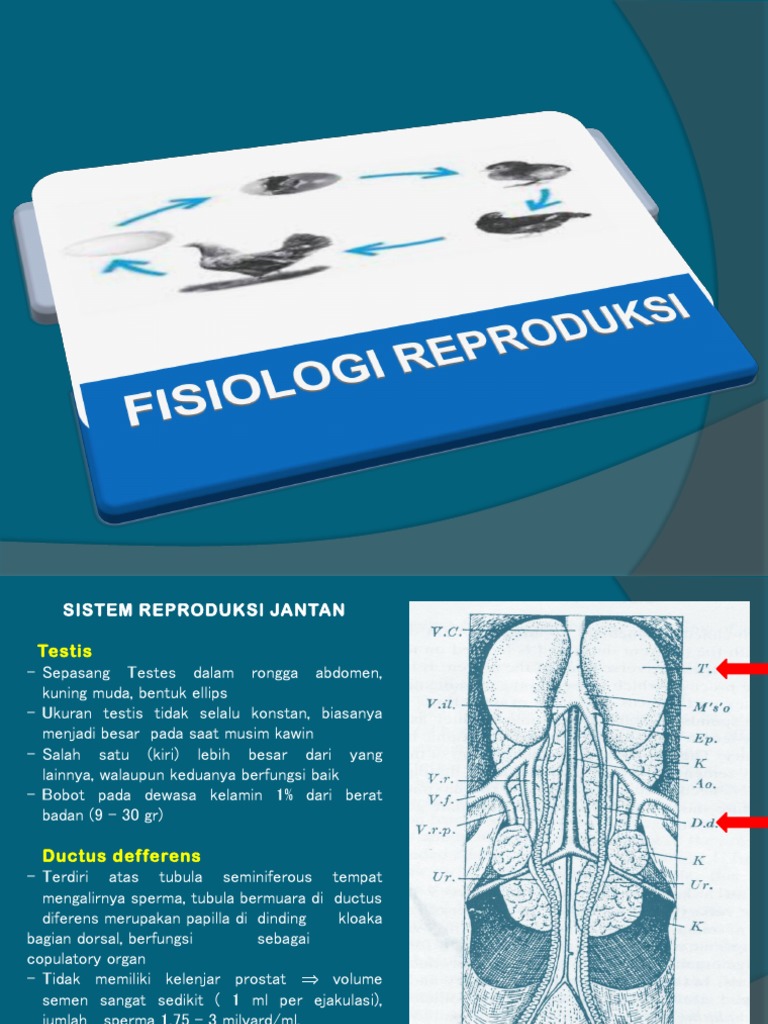 4 Fisiologi Dan Reproduksi Ayam | PDF