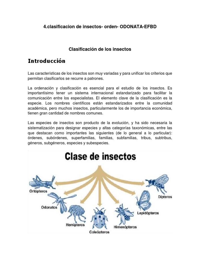 Clasificación de Los Insectos | PDF | Libélula | Zoología