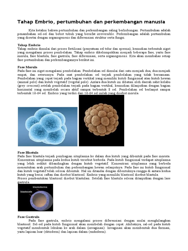 Tahap Embrio | PDF