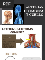 Arterias Faríngea y Occipital | PDF | Artería | Sistema cardiovascular