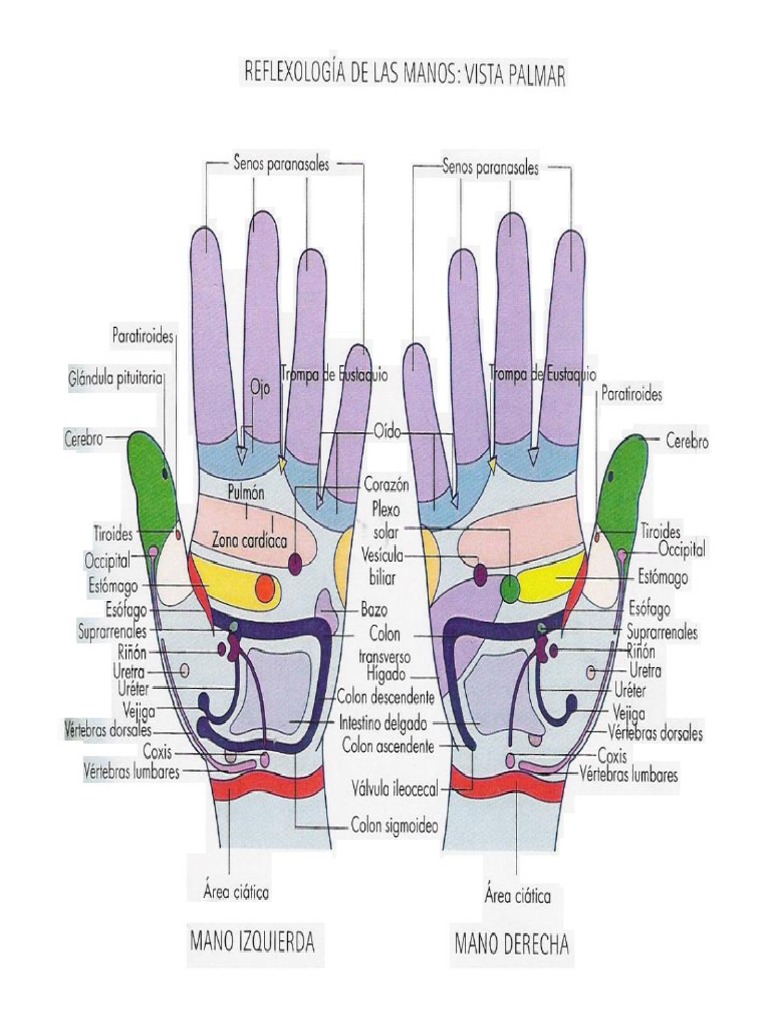 Reflexologia de Las Manos | PDF