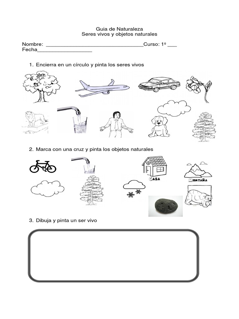 Guia Seres Vivos-Objetos Inertes | PDF