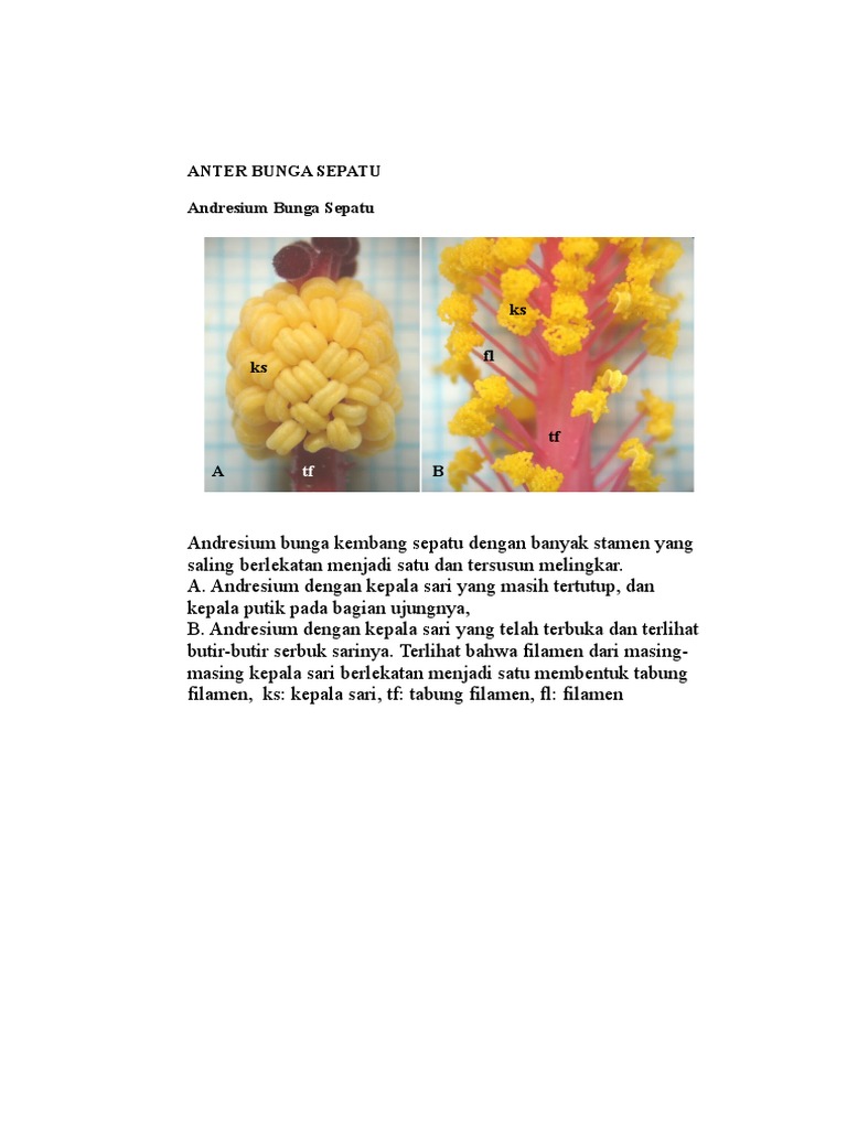 Rangkuman Gambar Bunga Sepatu Dan Strukturnya Terbaik - Informasi ...