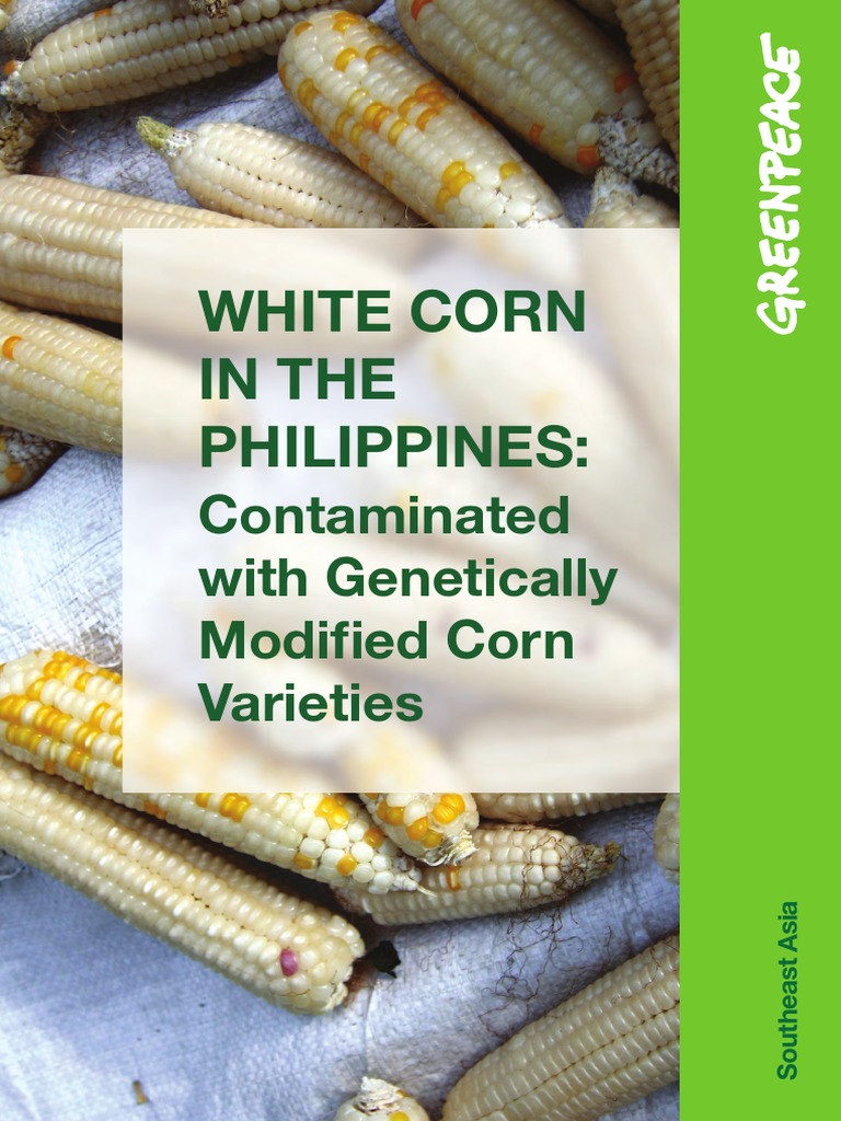 White Corn in The Philippines | PDF | Maize | Wheat